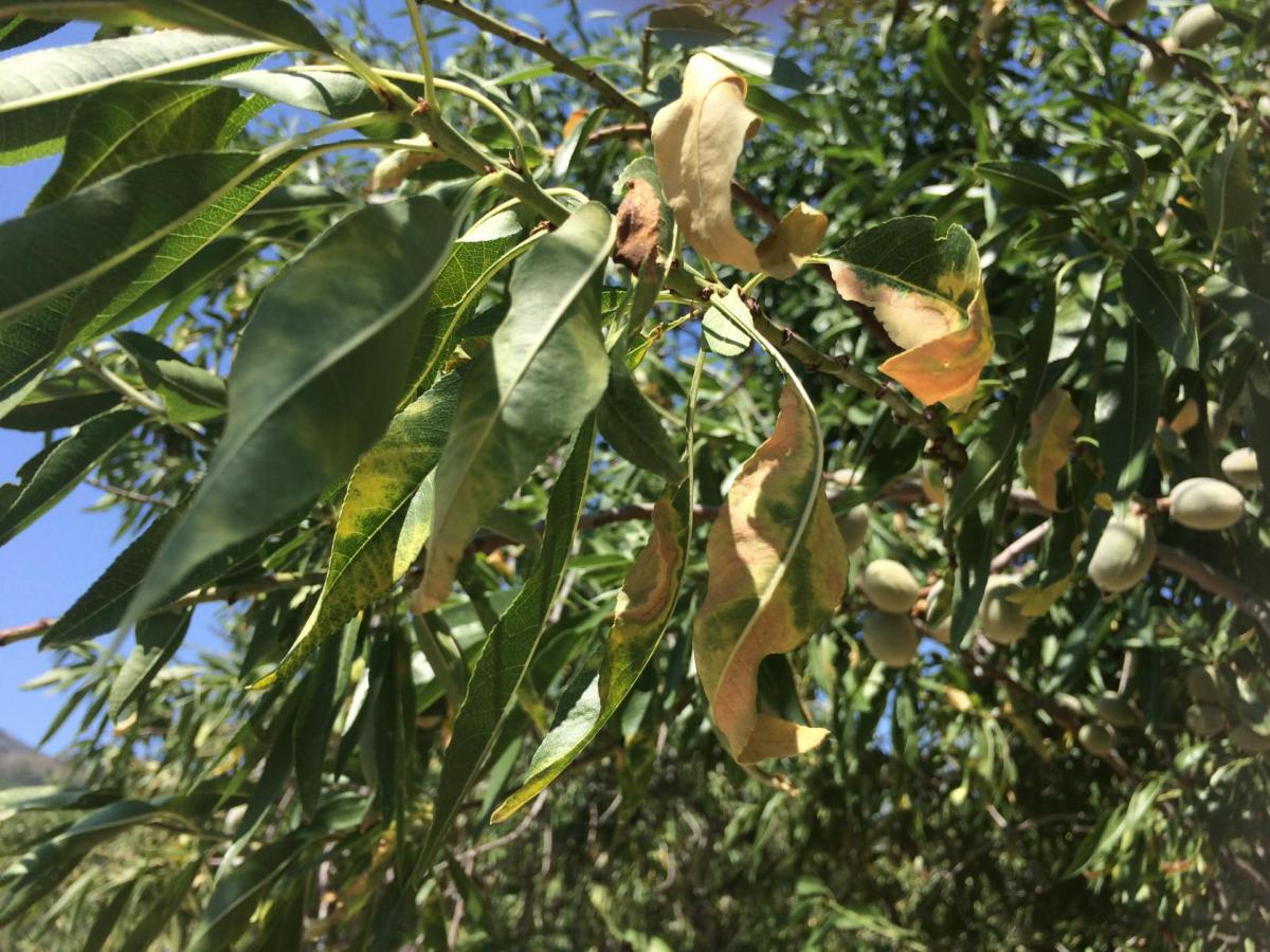 Información general - Xylella Fastidiosa