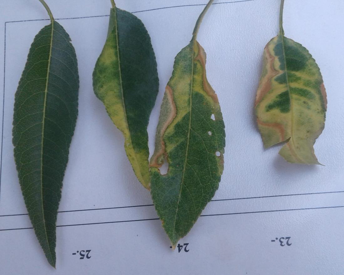 Información general - Xylella Fastidiosa